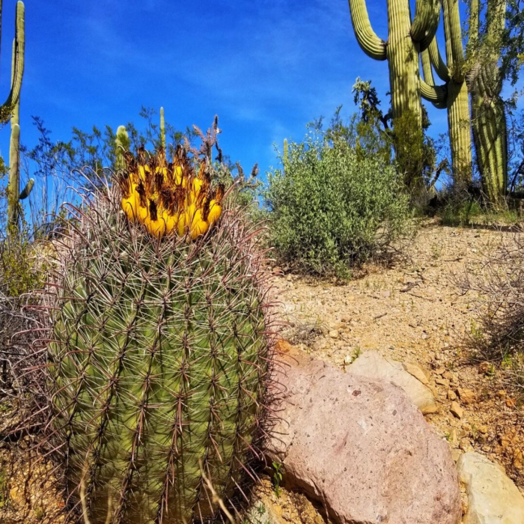 The Grandest of the Southwest